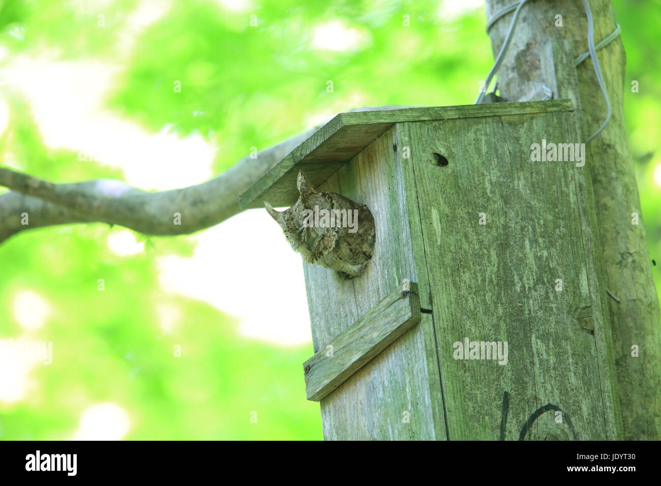 Japanese scops owl (Otus semitorques) in Japan Stock Photo - Alamy