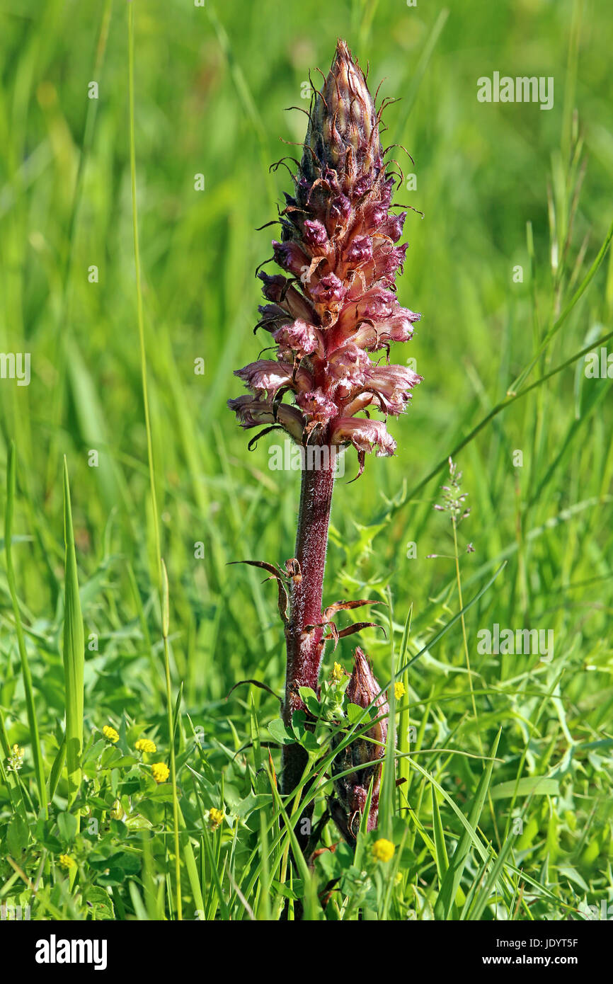 botany mountain road Stock Photo - Alamy