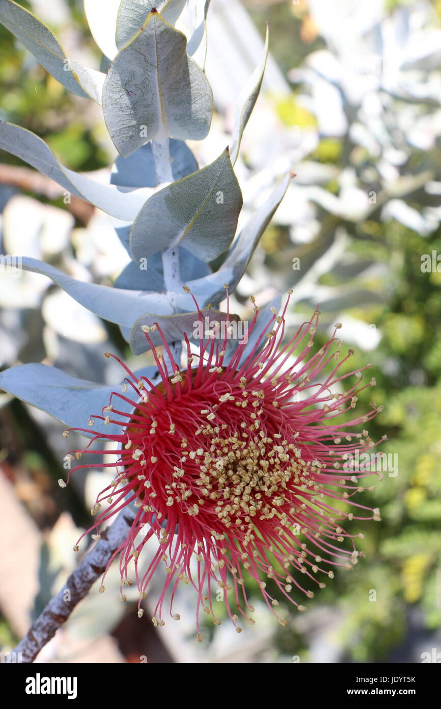 Eucalyptus Blossom High Resolution Stock Photography and Images - Alamy