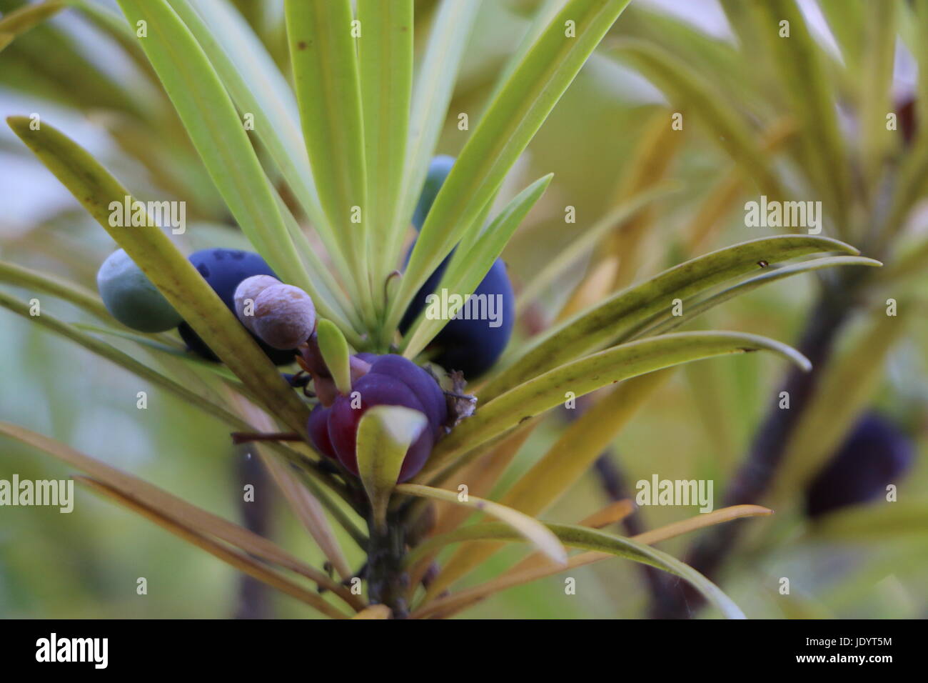 broad-leaved yew plant with blue-turquoise fruits Stock Photo - Alamy