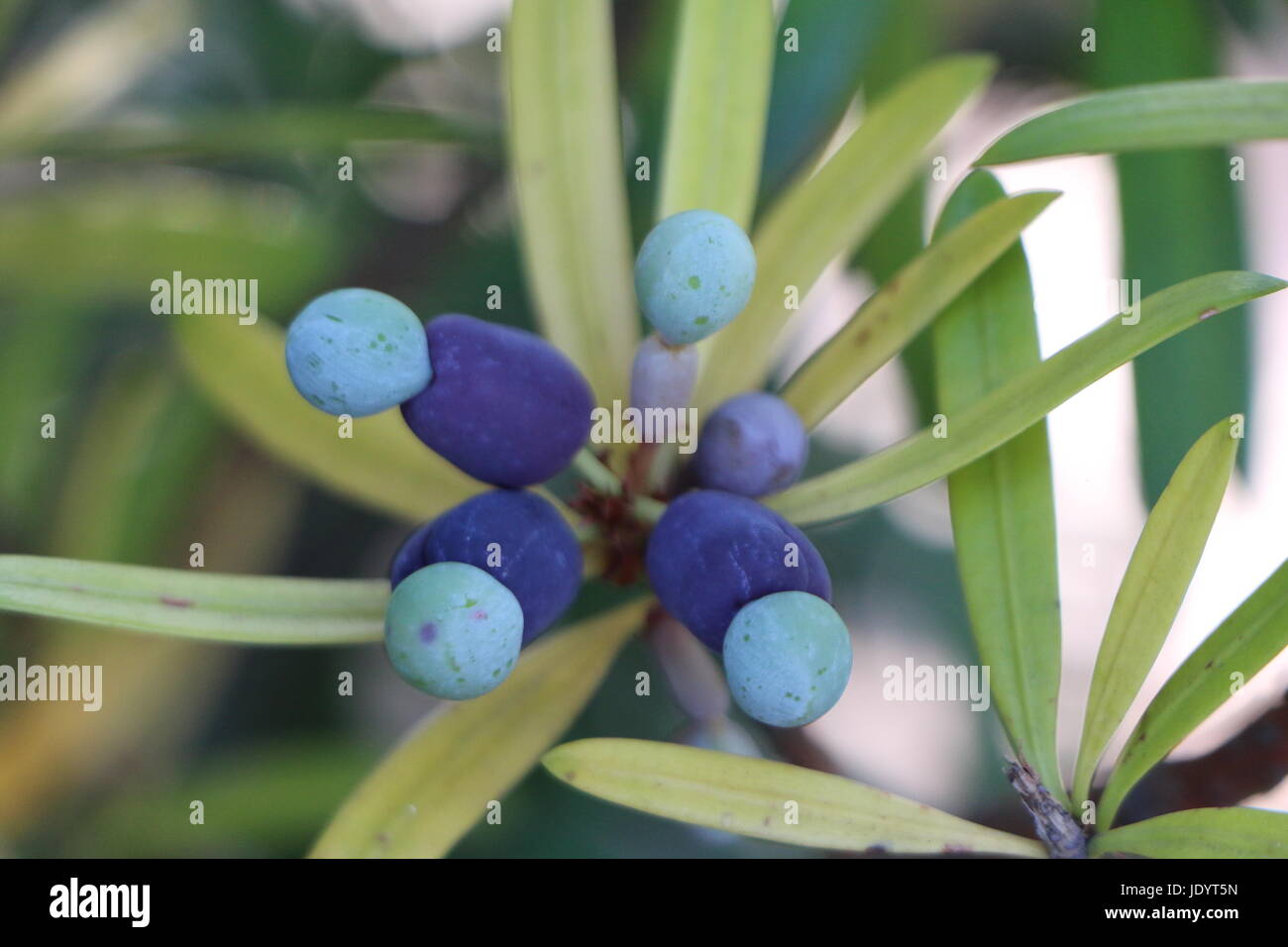 broadleaf yew plant with blue-turquoise fruits Stock Photo - Alamy