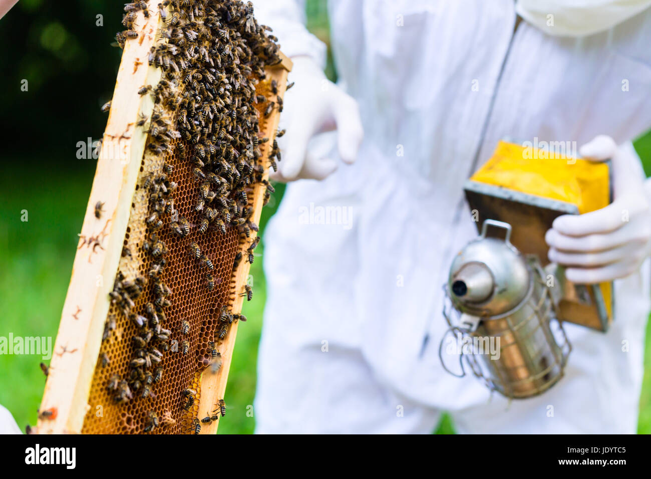 Beekeeper with smoker controlling beehive and comb frame Stock Photo ...
