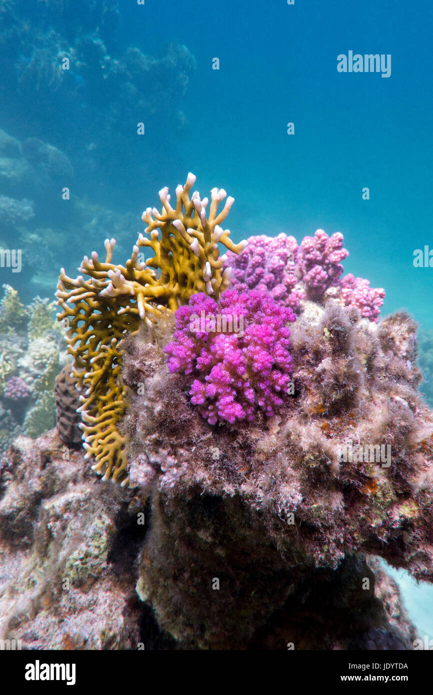 coral reef with fire and hard corals at the botto of tropical sea on ...