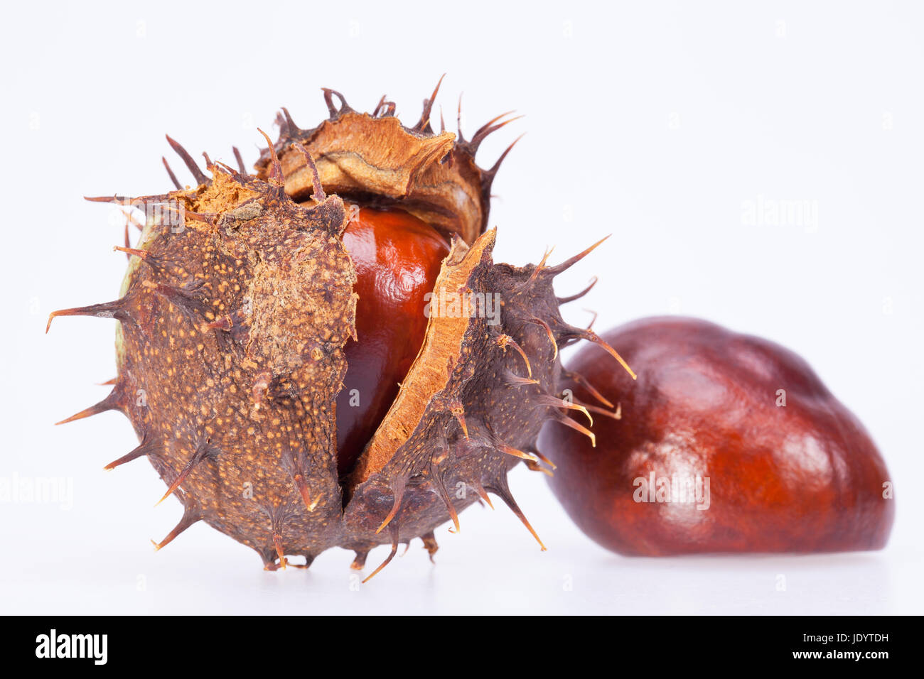 fruits of chestnuts in dry shell isolated on white background Stock ...