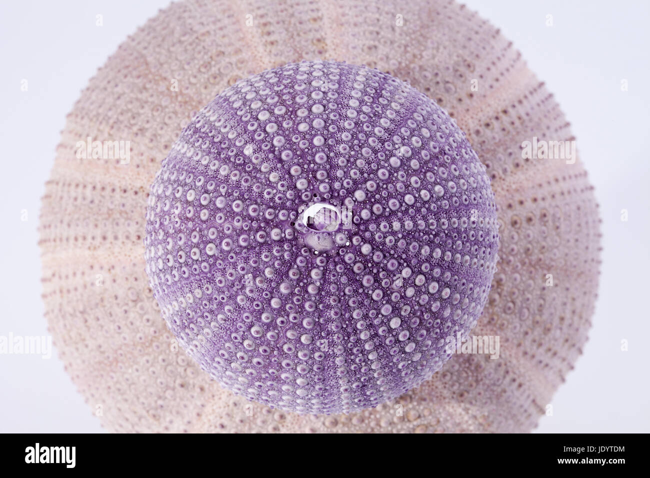 a lot of skeletons of sea shell green and violet echinoidea isolated on ...