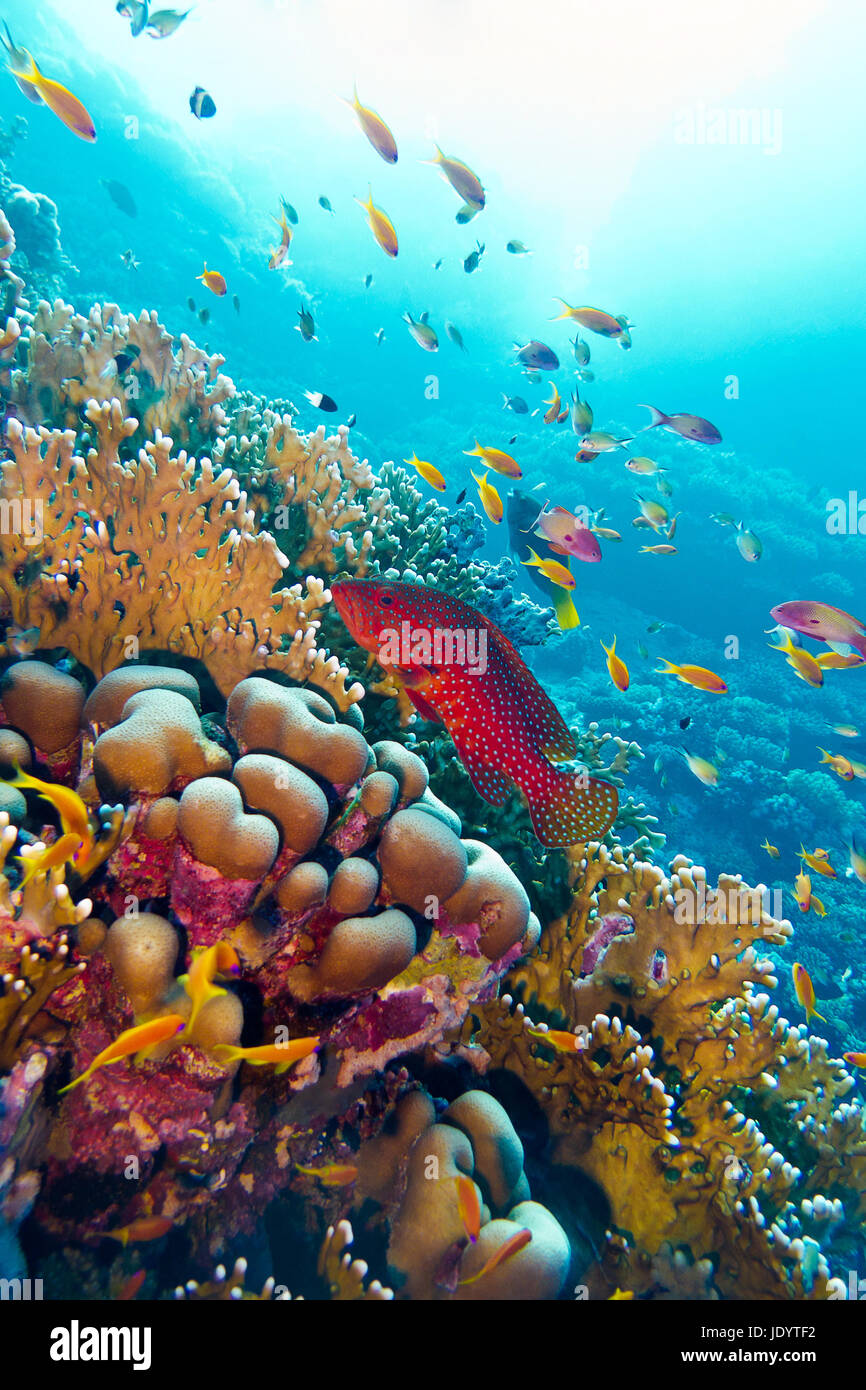 coral reef with red exotic fish cephalopholis at the bottom of tropical ...
