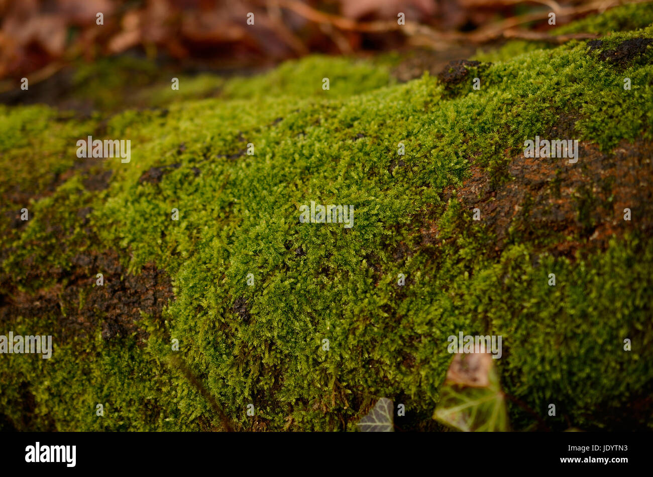 Close up of an old tree with moss Stock Photo - Alamy