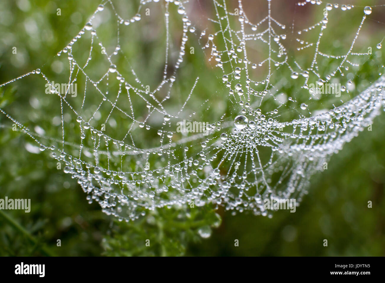 Early morning heavy dew hi-res stock photography and images - Alamy