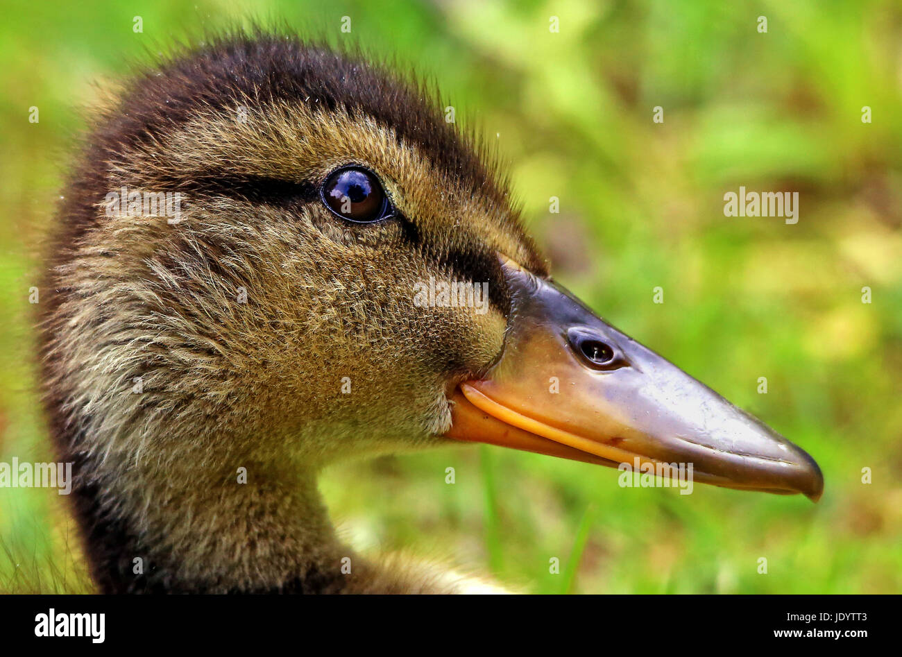 Adolescent duckling hi-res stock photography and images - Alamy