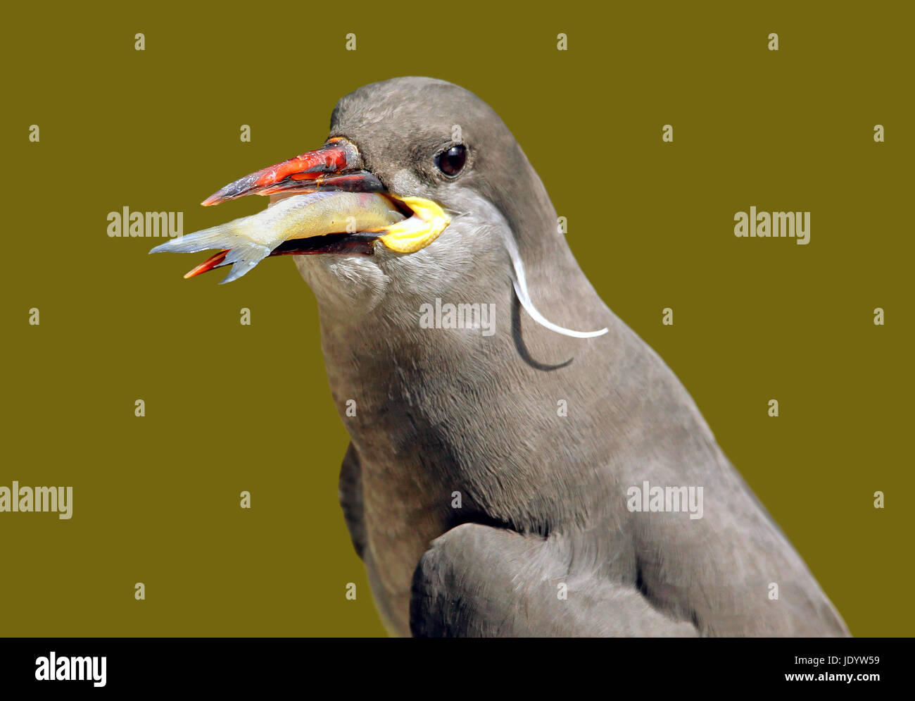 inca tern larosterna inca with prey fish Stock Photo - Alamy