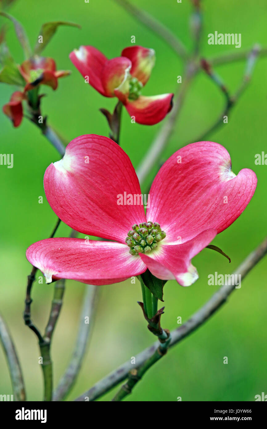 April format hi-res stock photography and images - Alamy