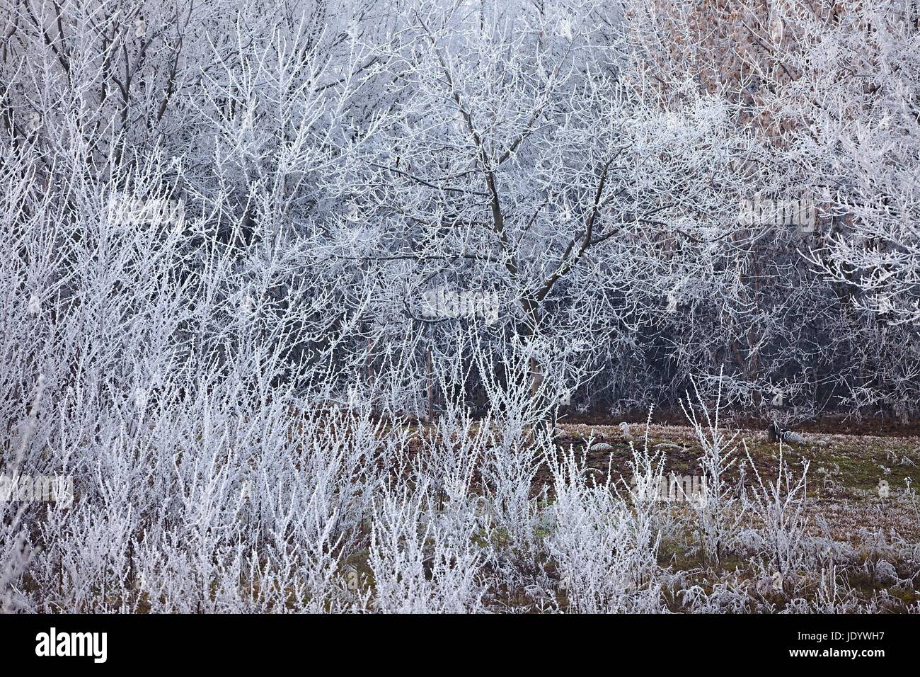 Winter tree detail with frost Stock Photo - Alamy