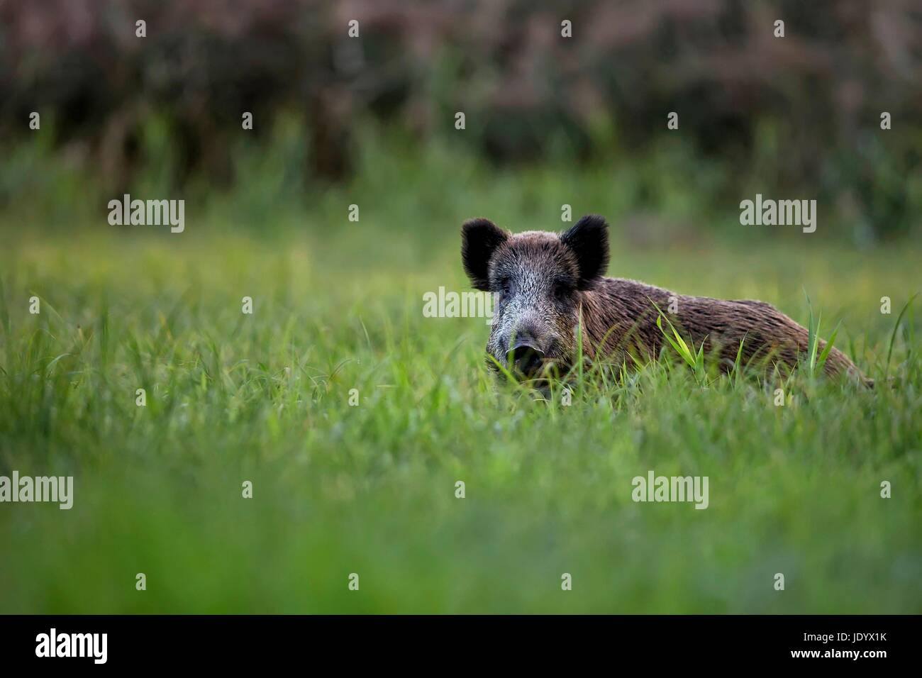 boar in a clearing,in the wild Stock Photo - Alamy