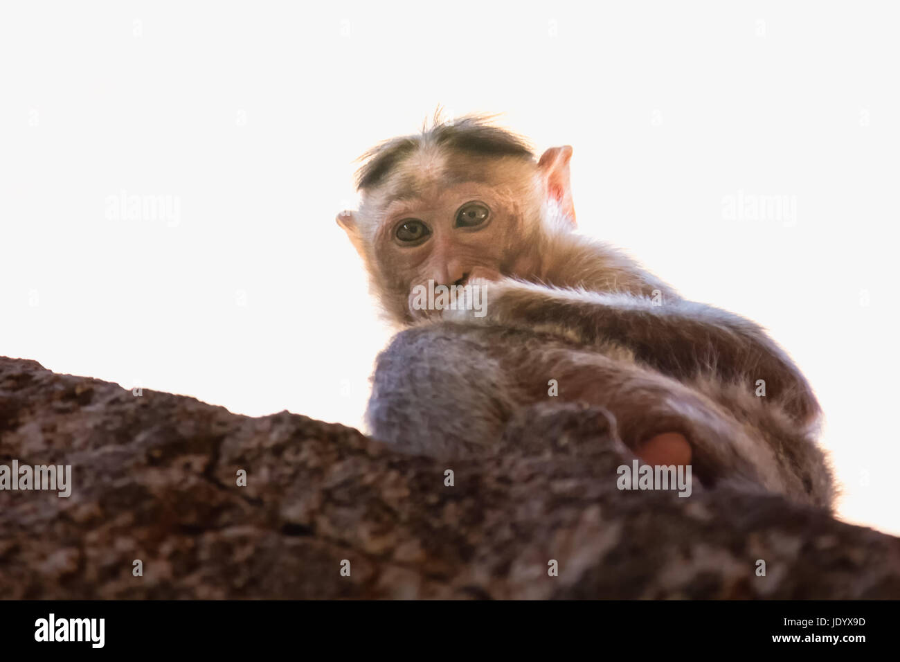 Monkey sitting on the rock Stock Photo - Alamy