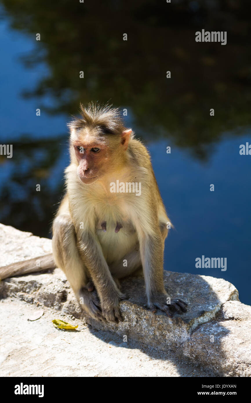 Monkey sitting on the stone near the water Stock Photo - Alamy