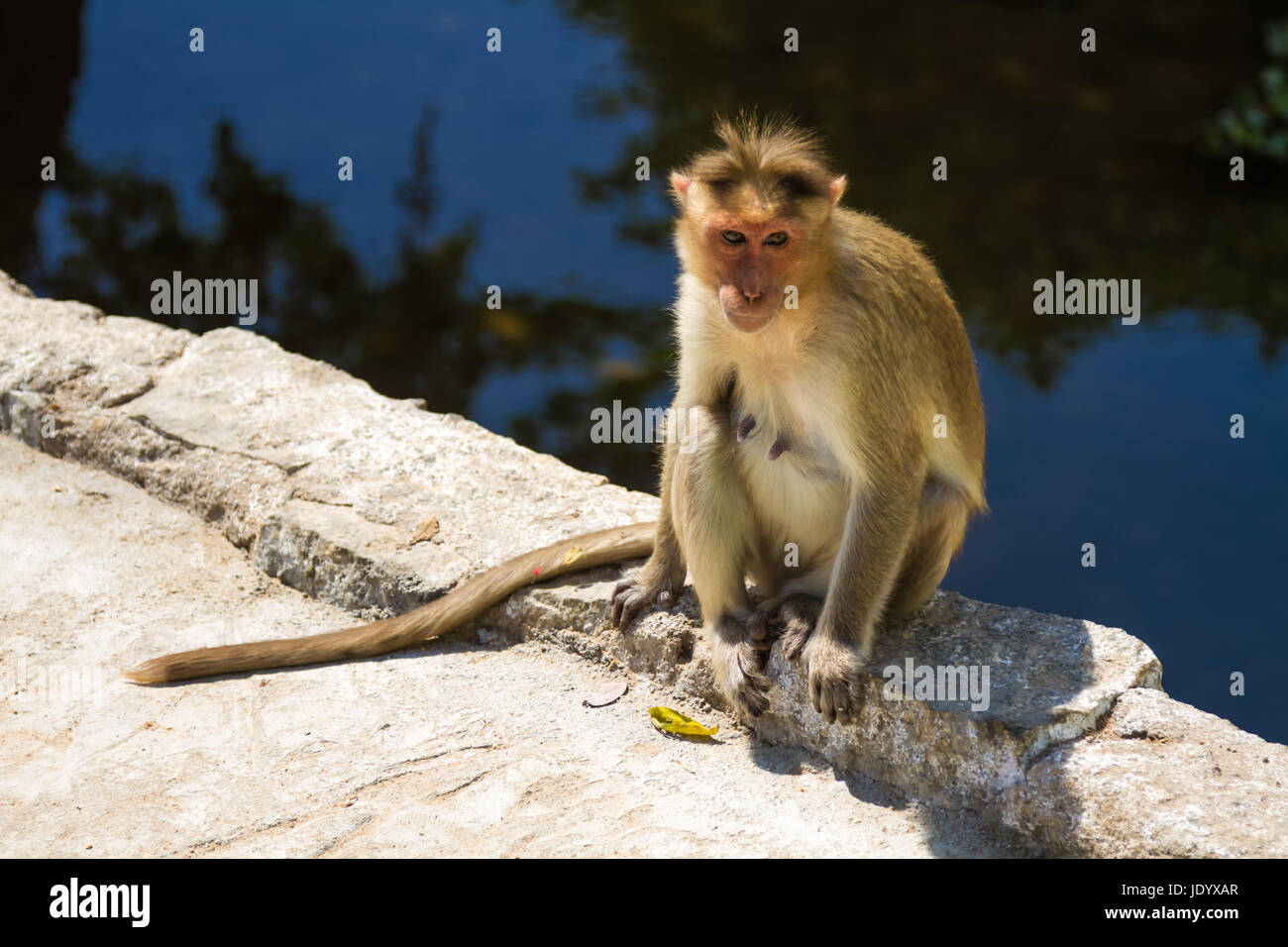 Monkey sitting on the stone near the water Stock Photo - Alamy