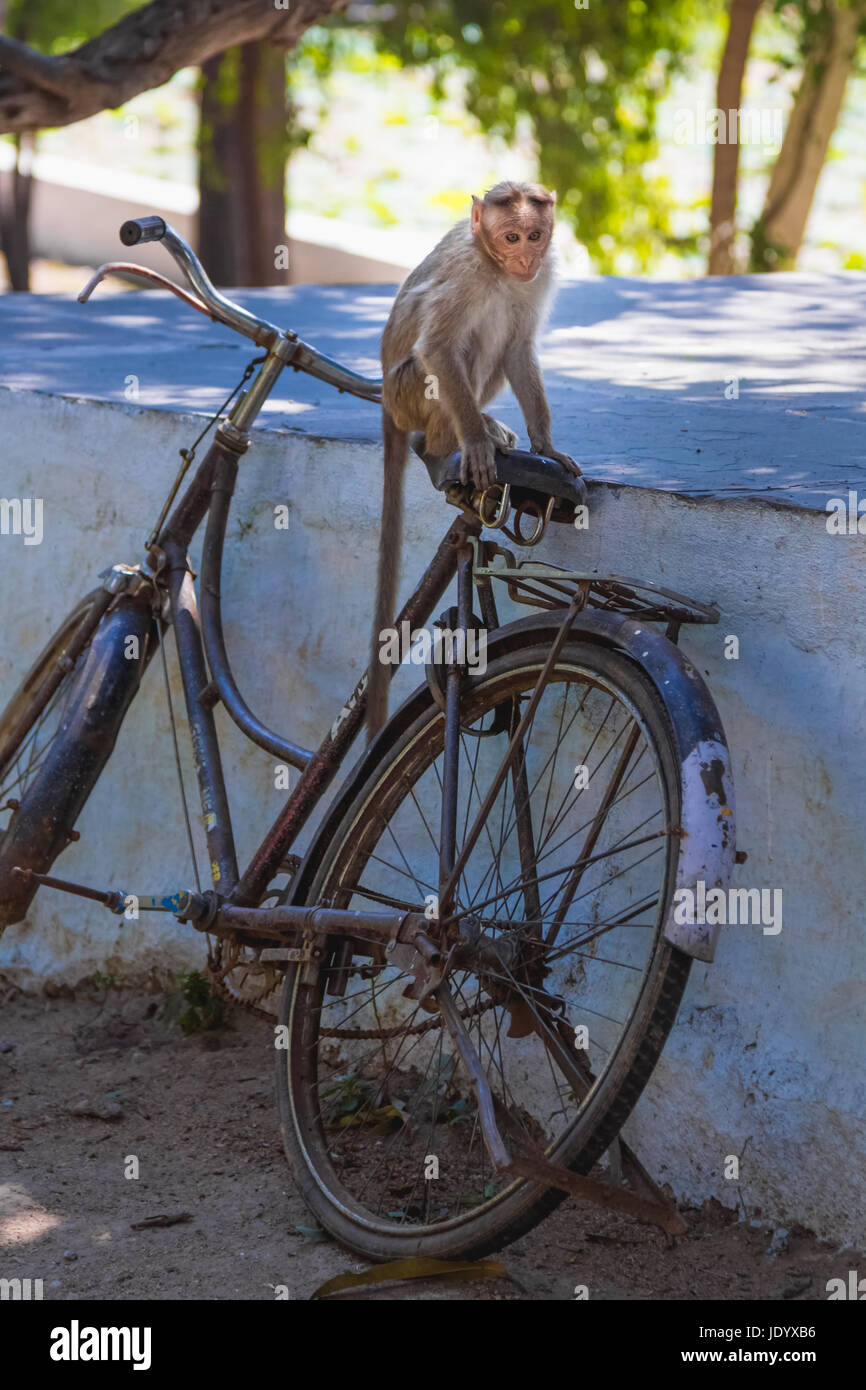 Monkey on bike hi-res stock photography and images - Alamy