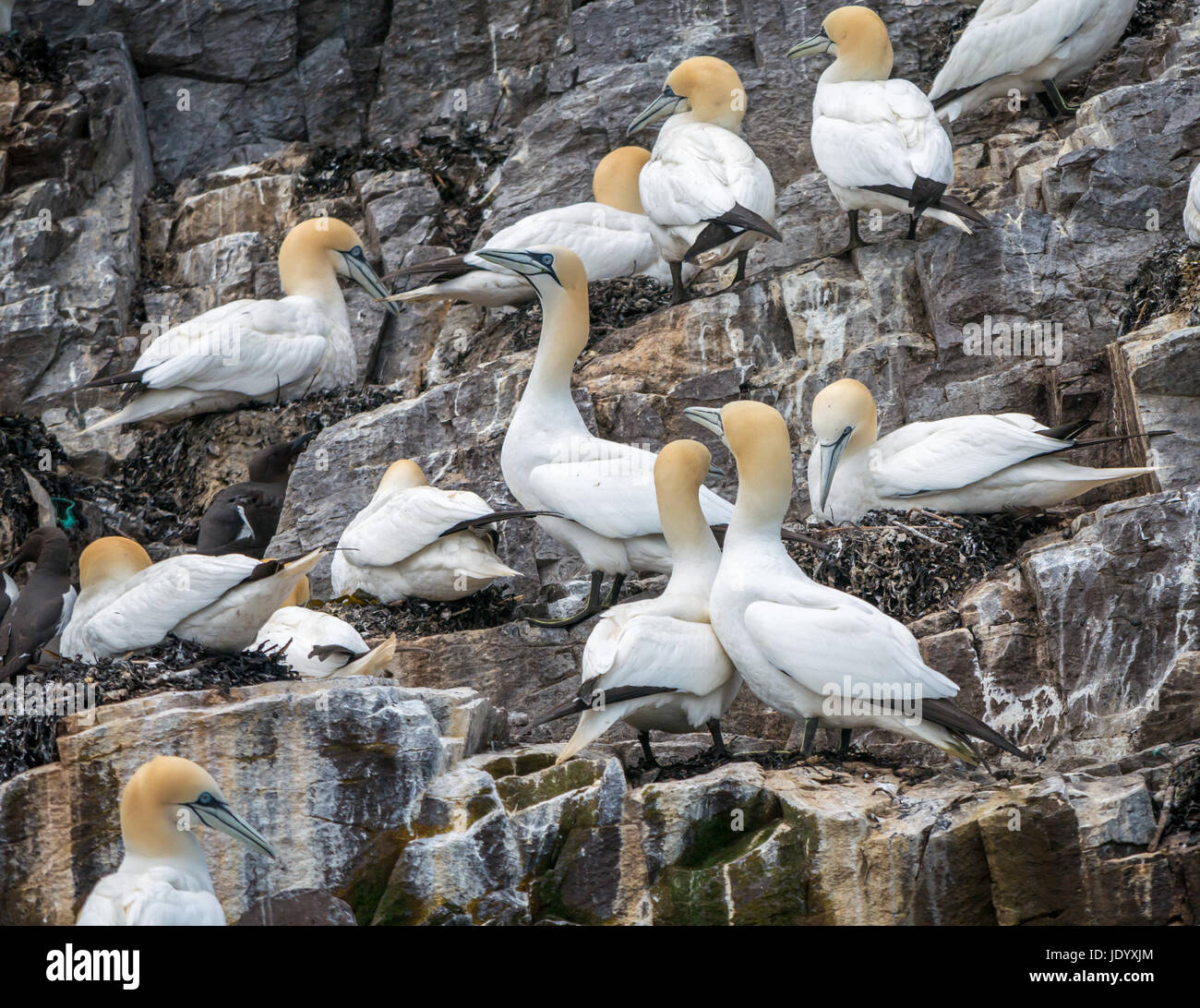 Nesting pairs on bird rock hi-res stock photography and images - Alamy