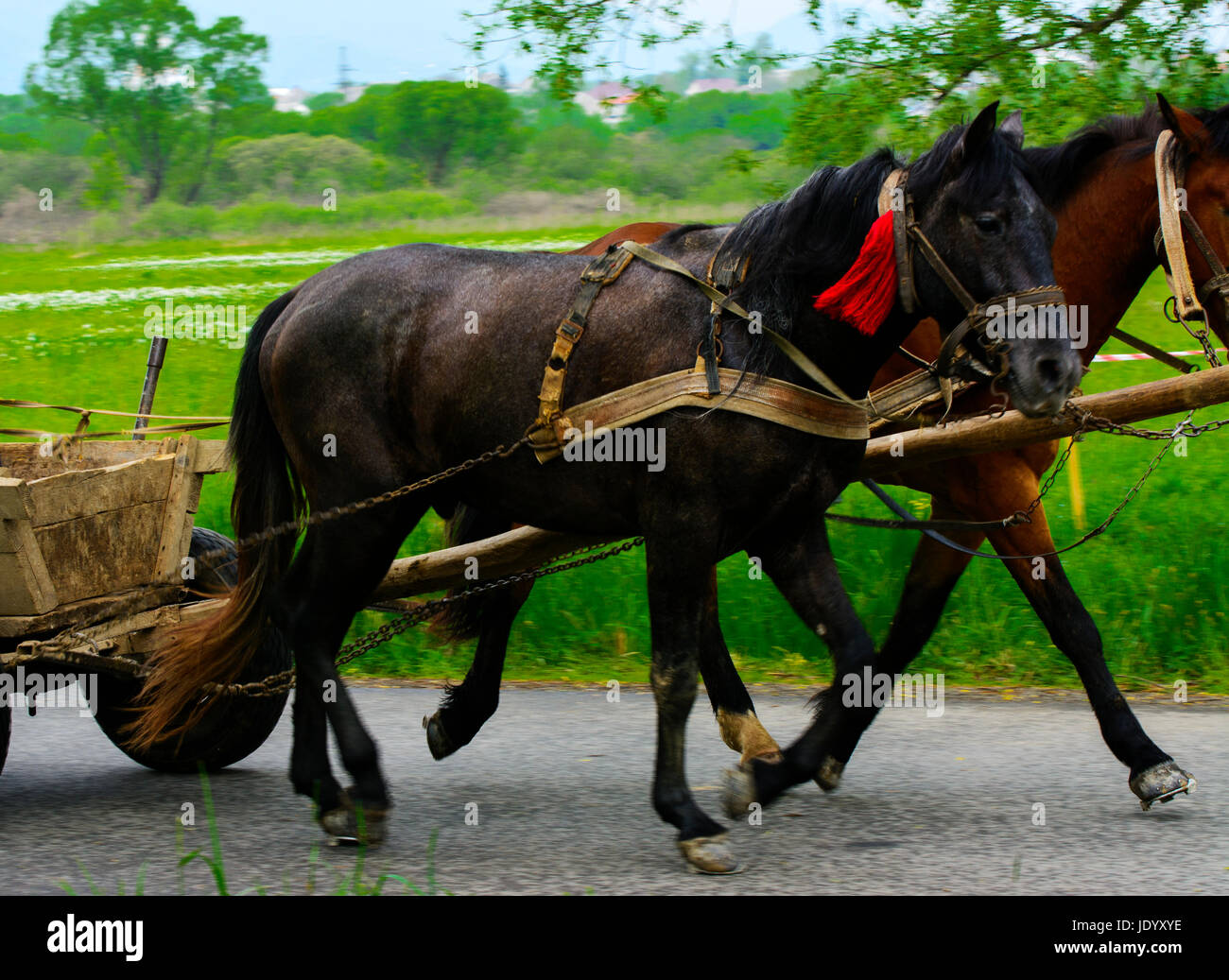 Two horses harnessed chariot hi-res stock photography and images - Alamy