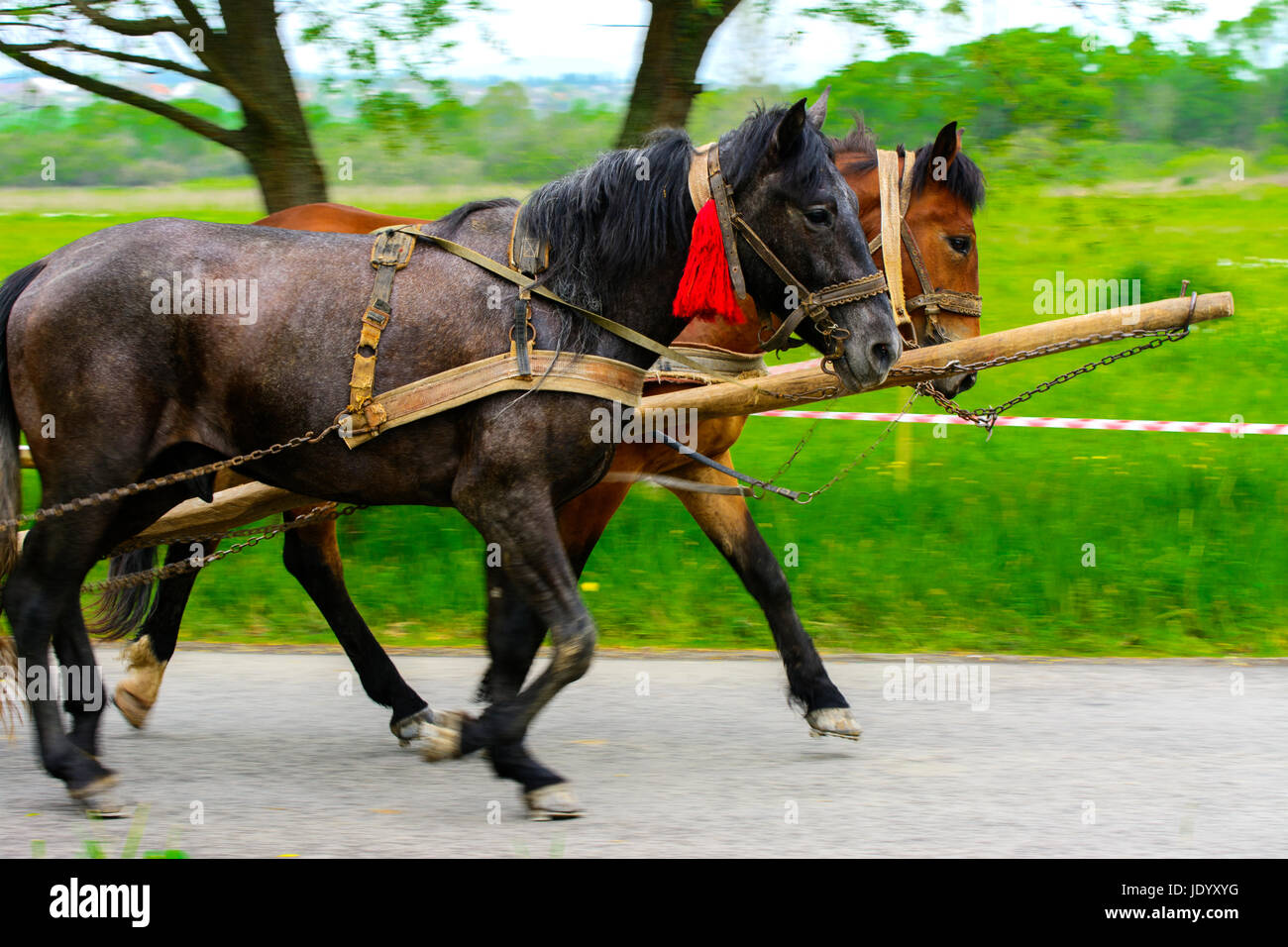Harnessed chariot hi-res stock photography and images - Alamy