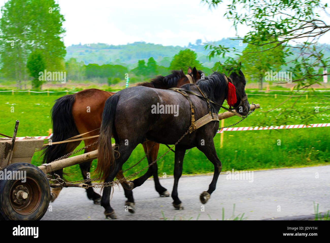 Two horses harnessed chariot hi-res stock photography and images - Alamy