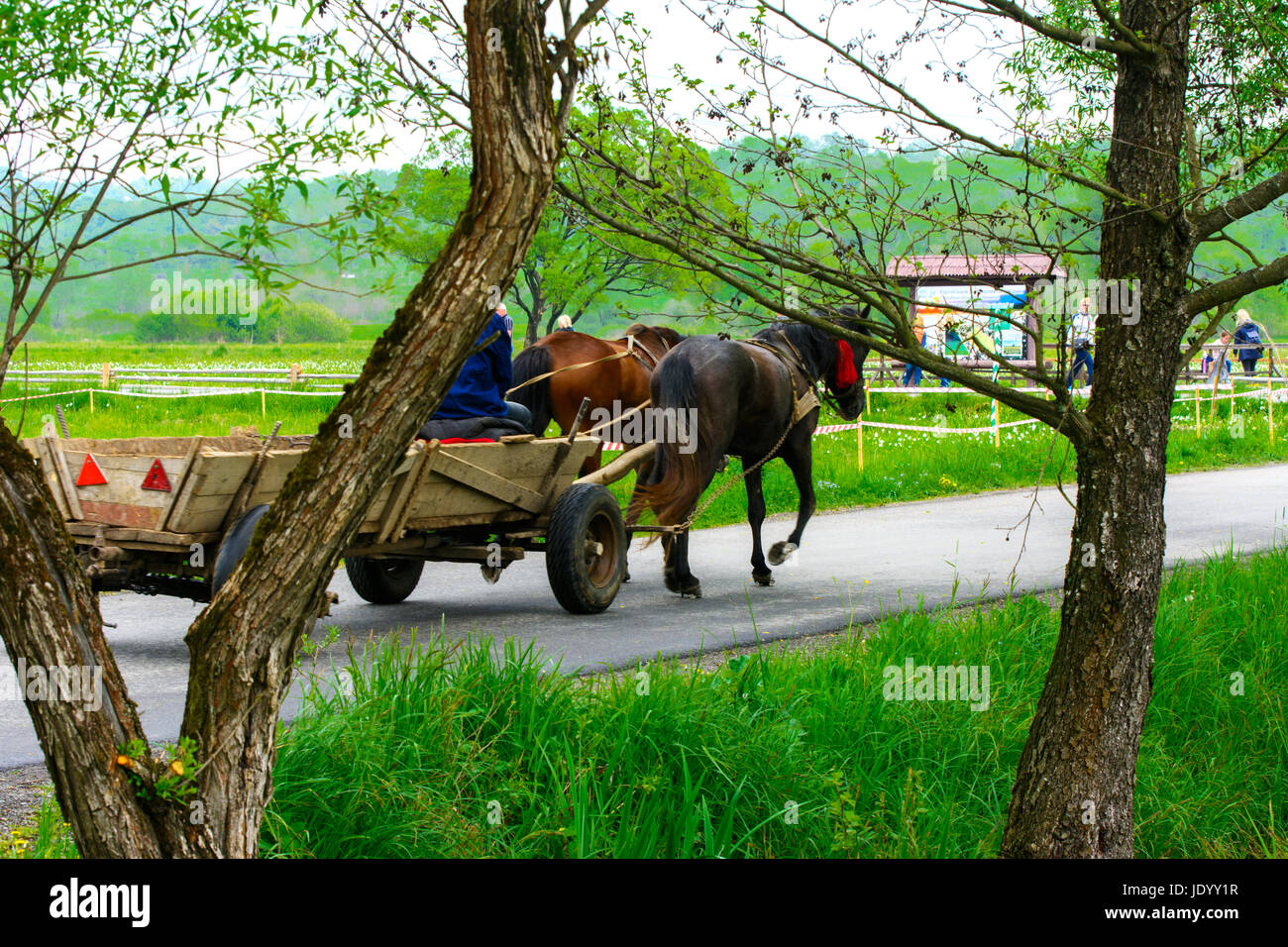 Two horses harnessed chariot hi-res stock photography and images - Alamy