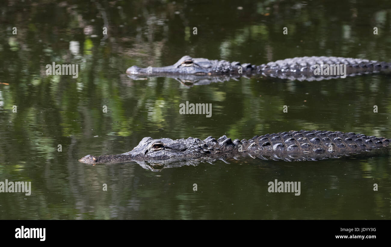 Alligators (Alligator mississippiensis) Swimming, Big Cypress National ...