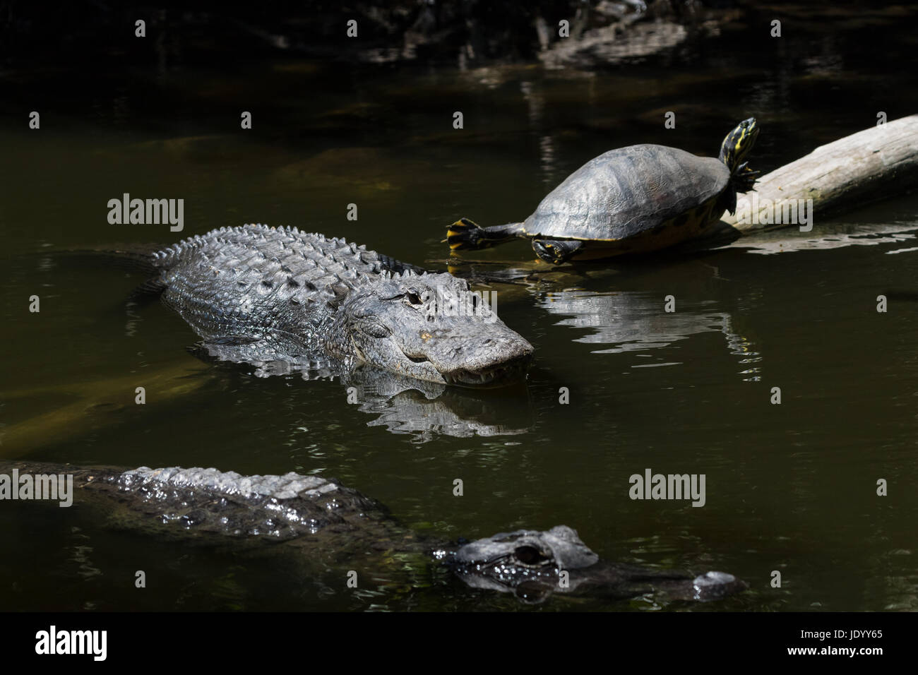Alligators (Alligator mississippiensis) and Turtle (Pseudemys concinna ...