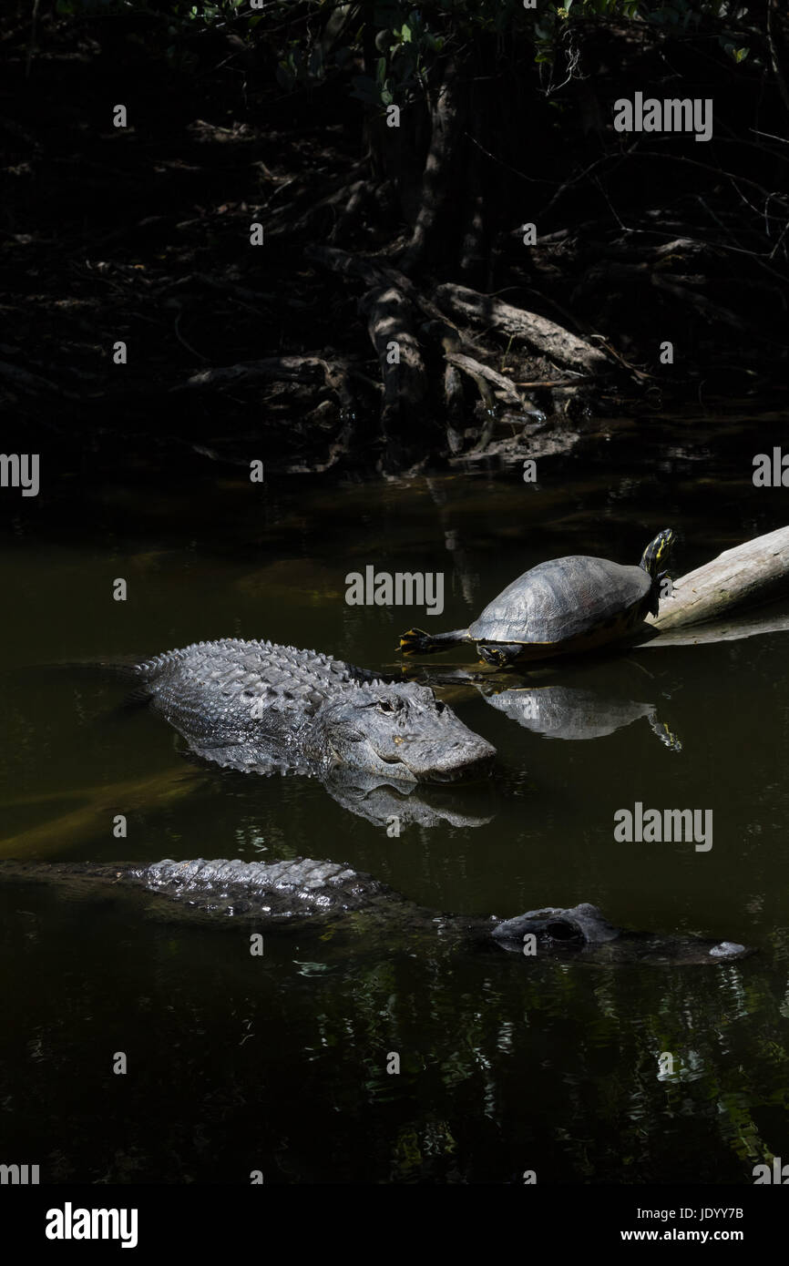 Swamp turtle florida hi-res stock photography and images - Alamy