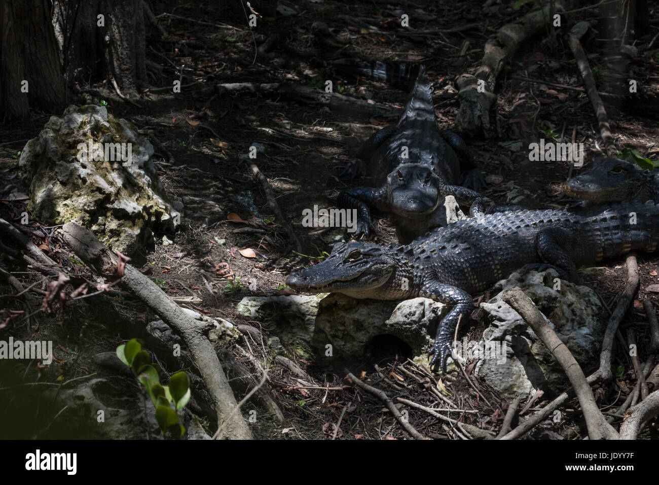 Swamp alligators florida hi-res stock photography and images - Alamy