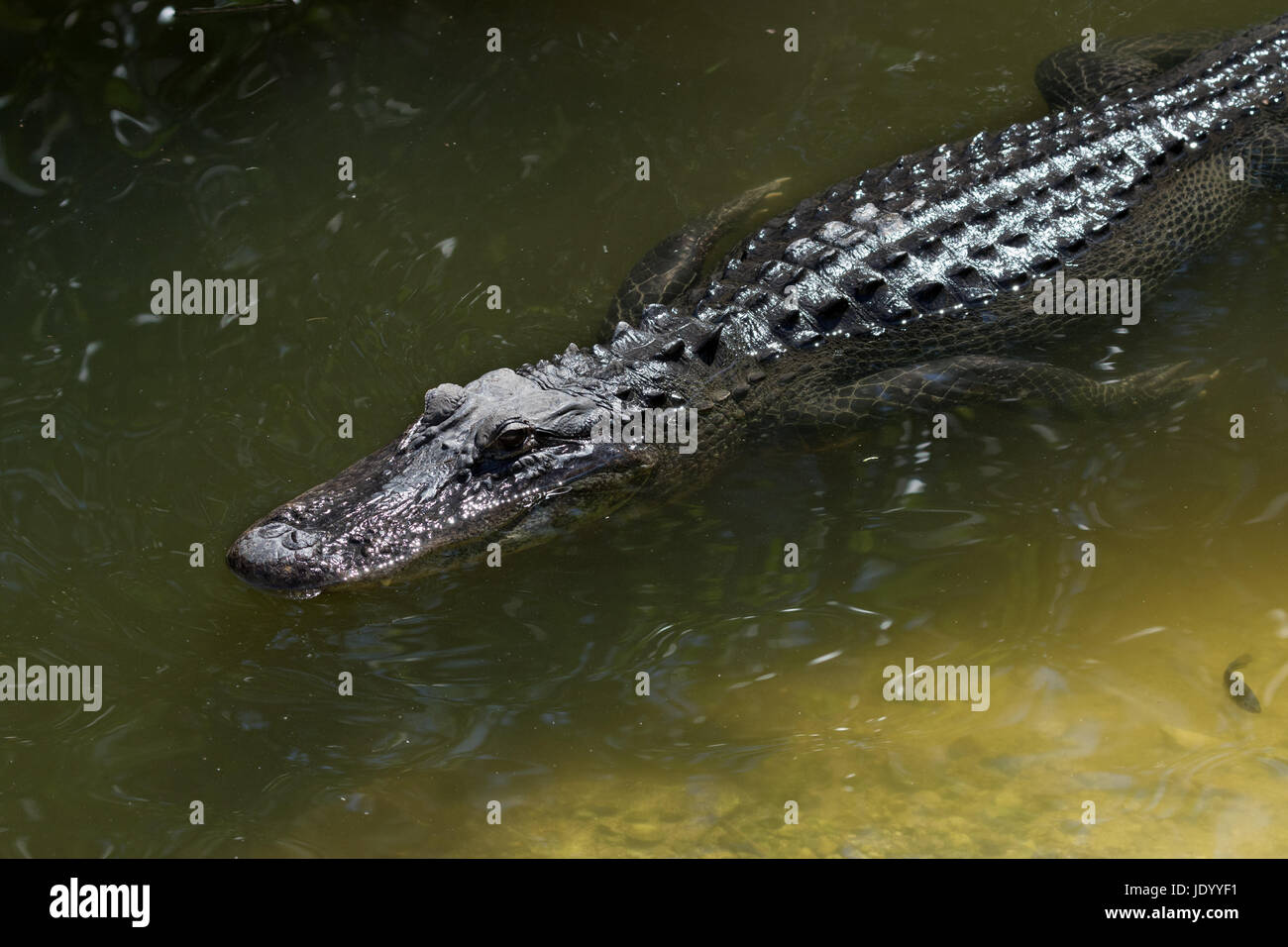 Alligator big cypress national preserve hi-res stock photography and ...