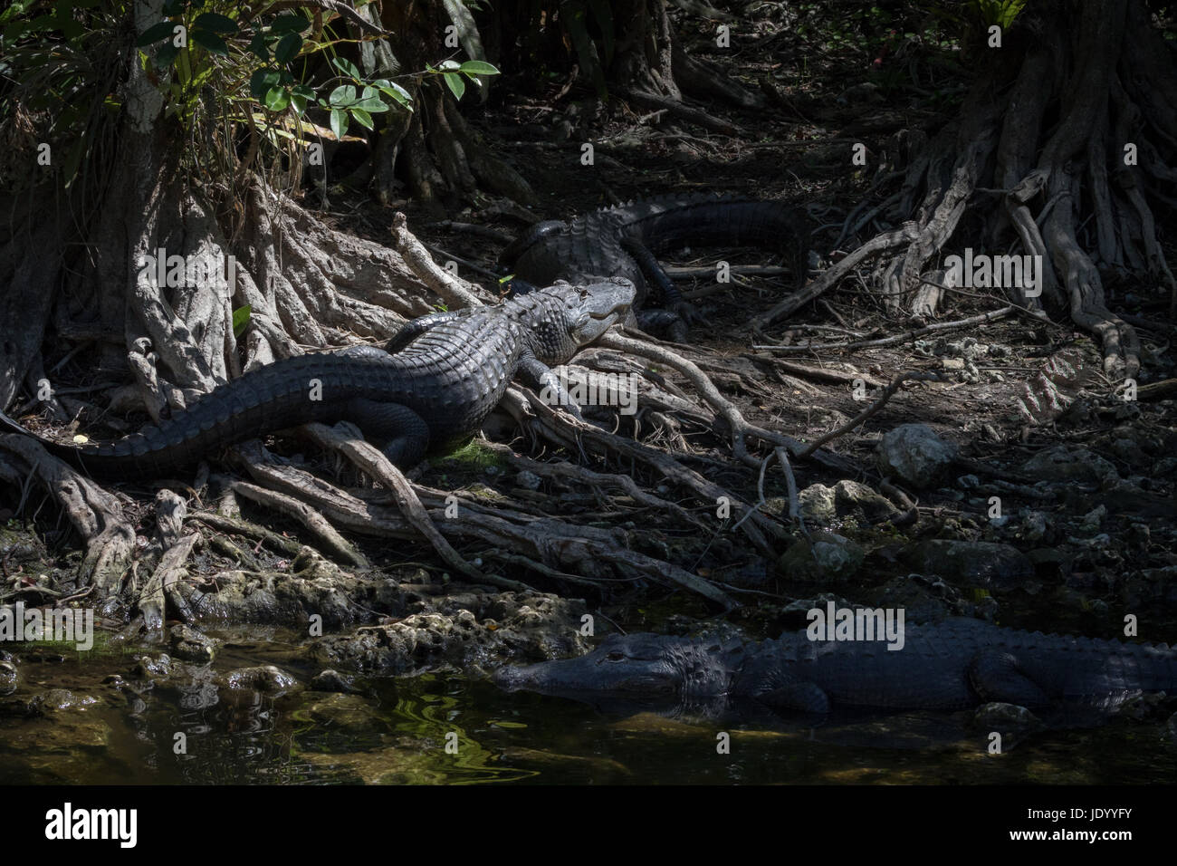 Swamp Alligators Florida Stock Photos & Swamp Alligators Florida Stock ...