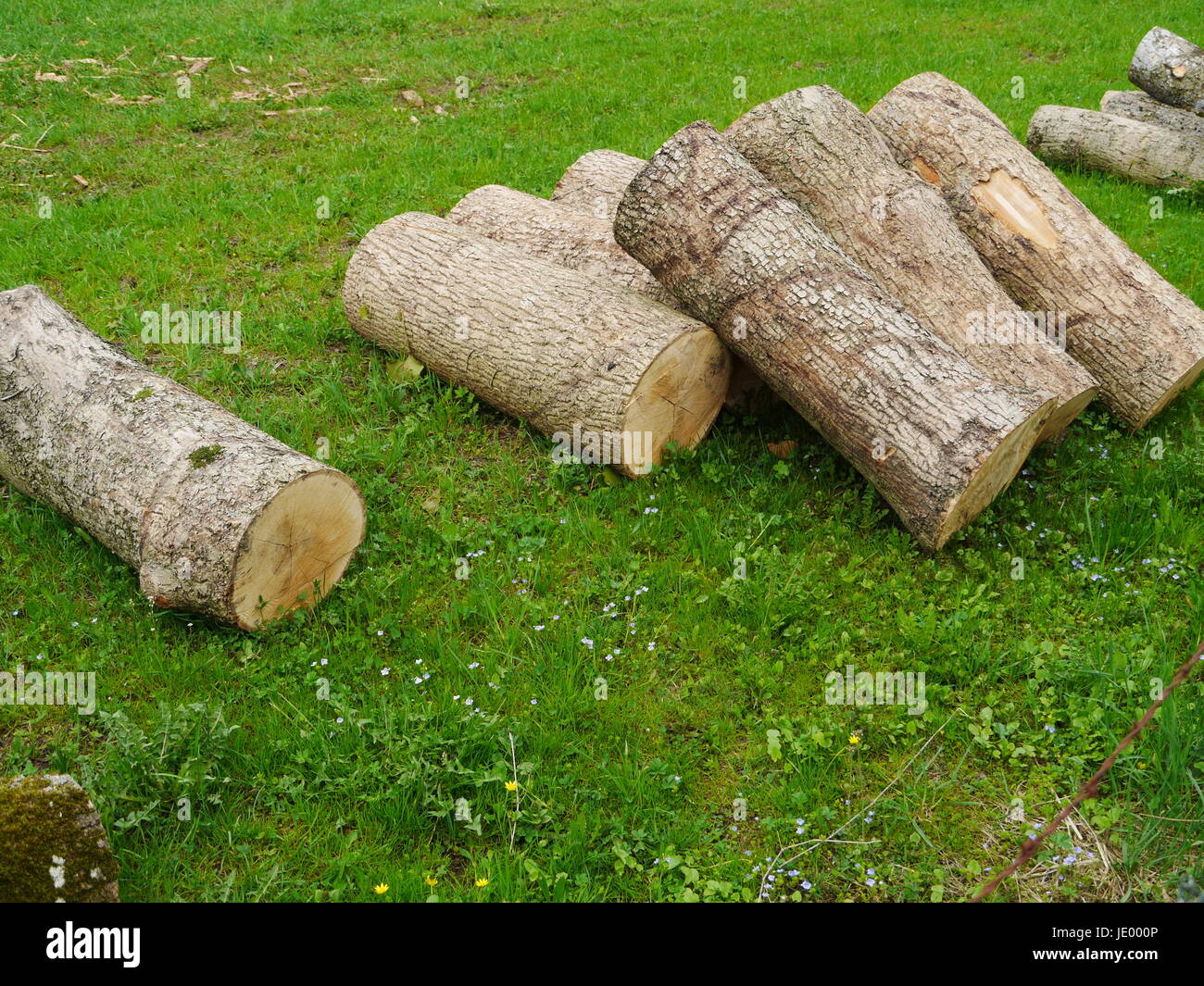 stabled logs in the beautiful nature Stock Photo - Alamy
