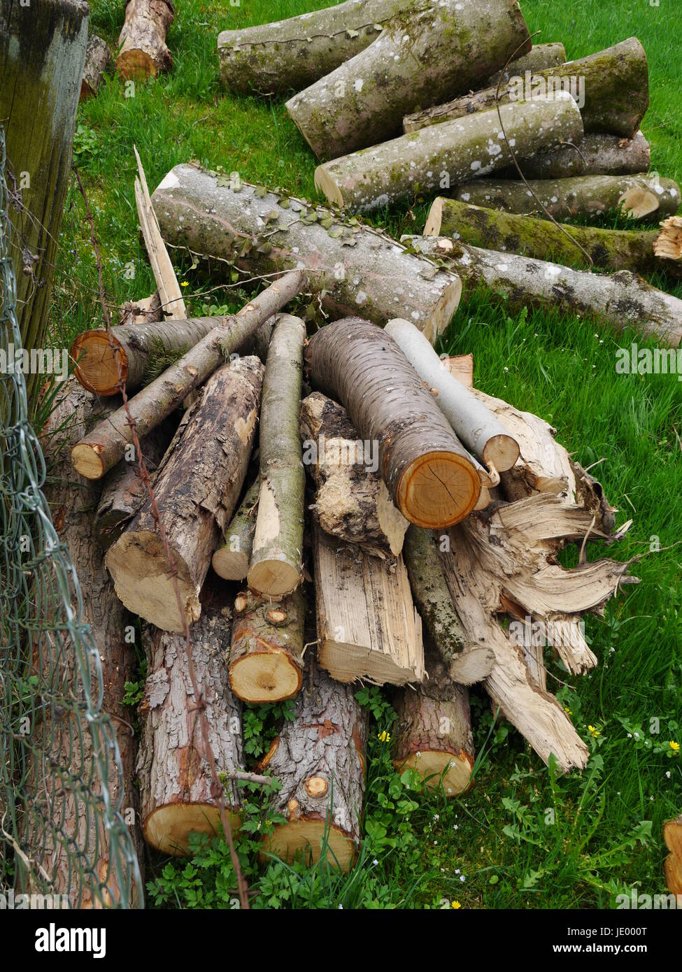 stabled logs in the beautiful nature Stock Photo - Alamy