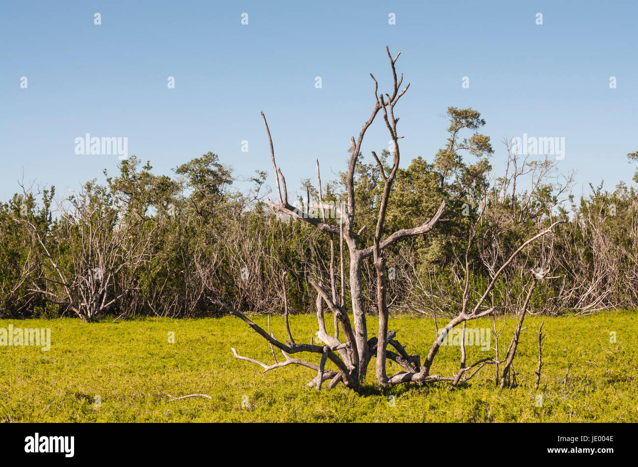 Dry tree in the swamp of Everglades National Park, Florida, USA Stock ...