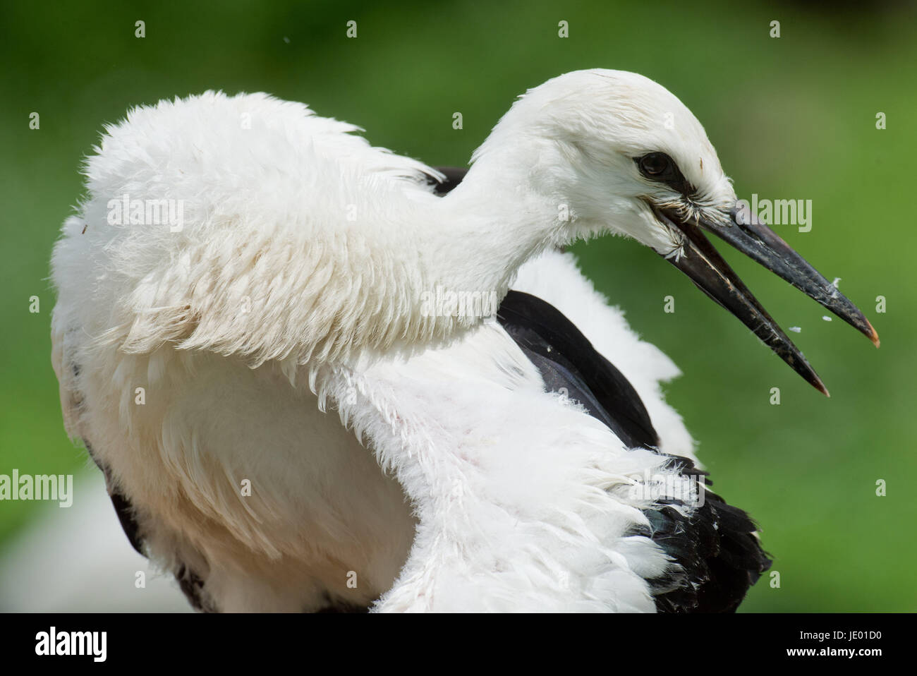 Greifswald, Germany. 16th June, 2017. A young stork sitting on a lawn ...