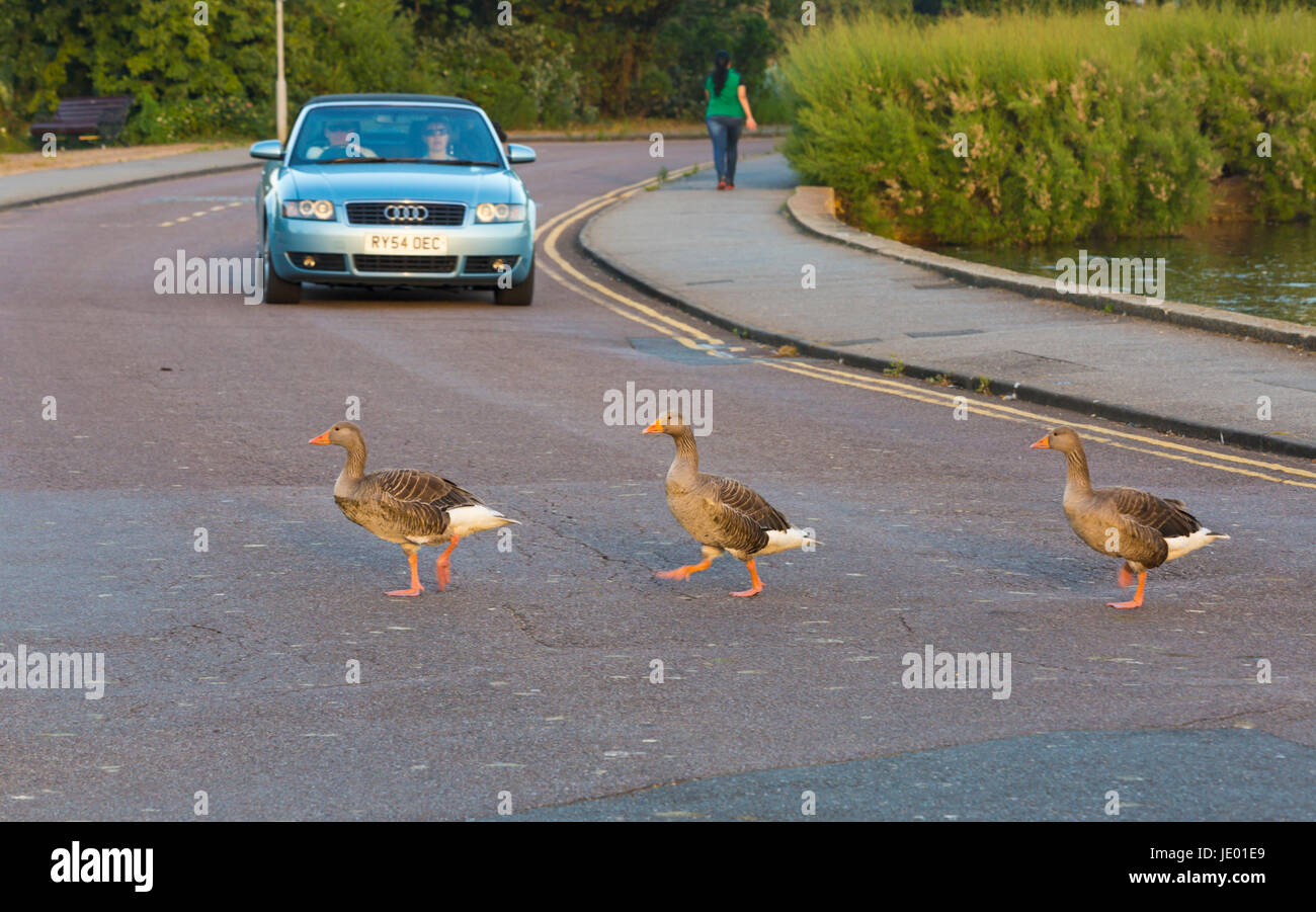 Car stopped while geese cross the road hi-res stock photography and ...