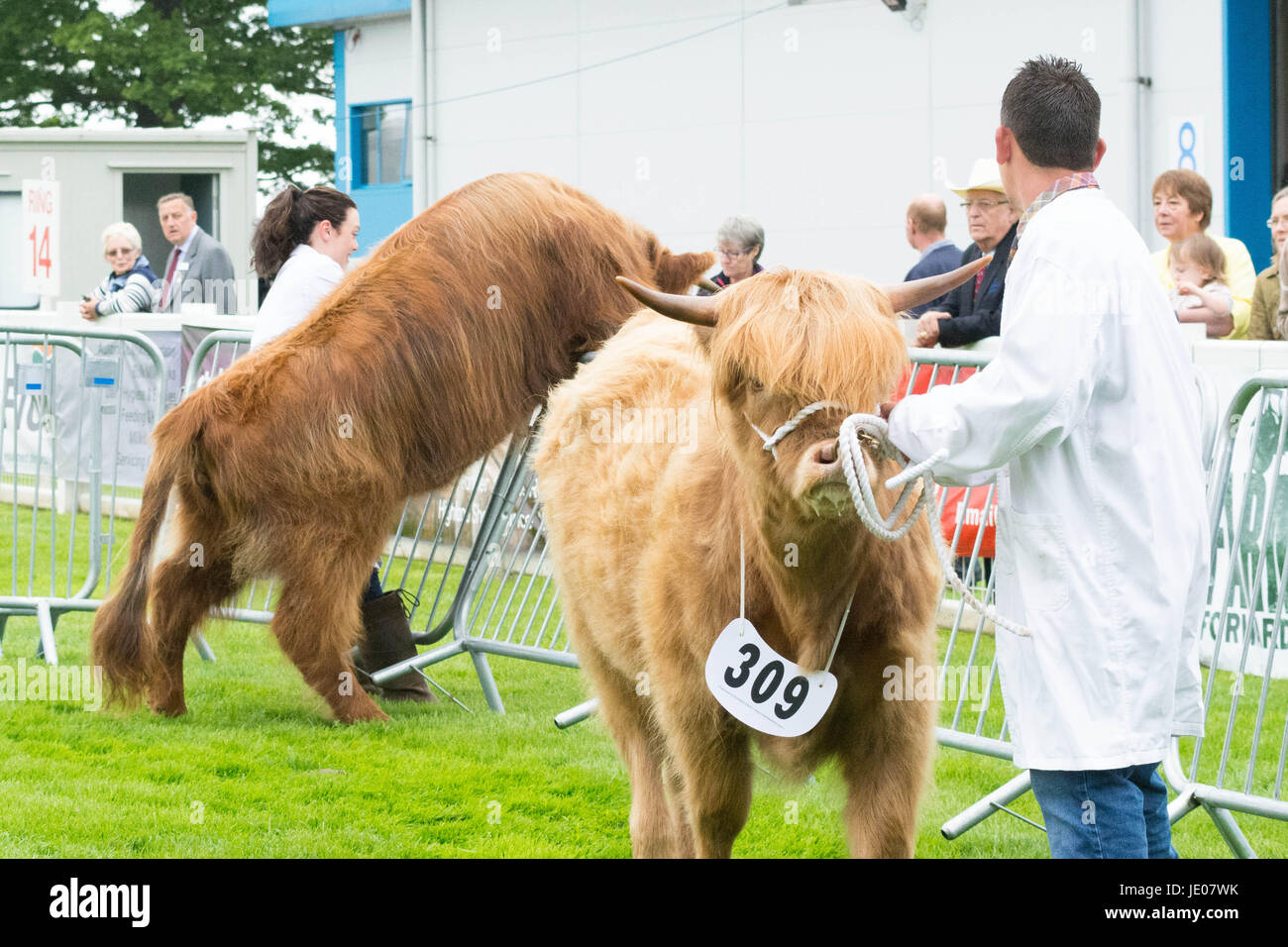 Highland cow running scotland hi-res stock photography and images - Alamy