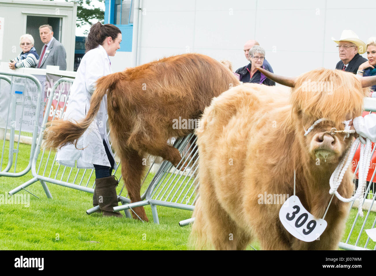 Highland cow running scotland hi-res stock photography and images - Alamy
