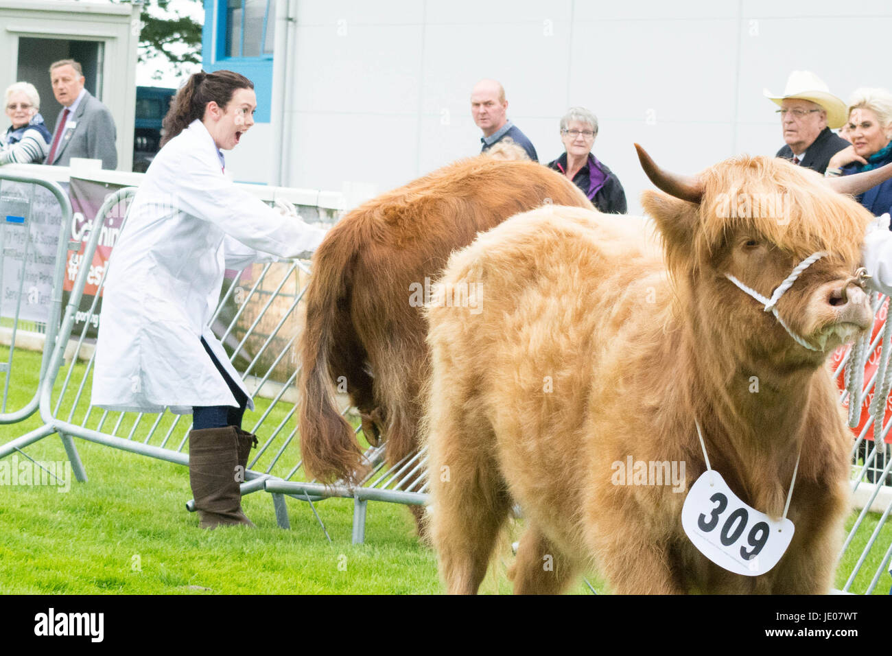 Highland cow running scotland hi-res stock photography and images - Alamy