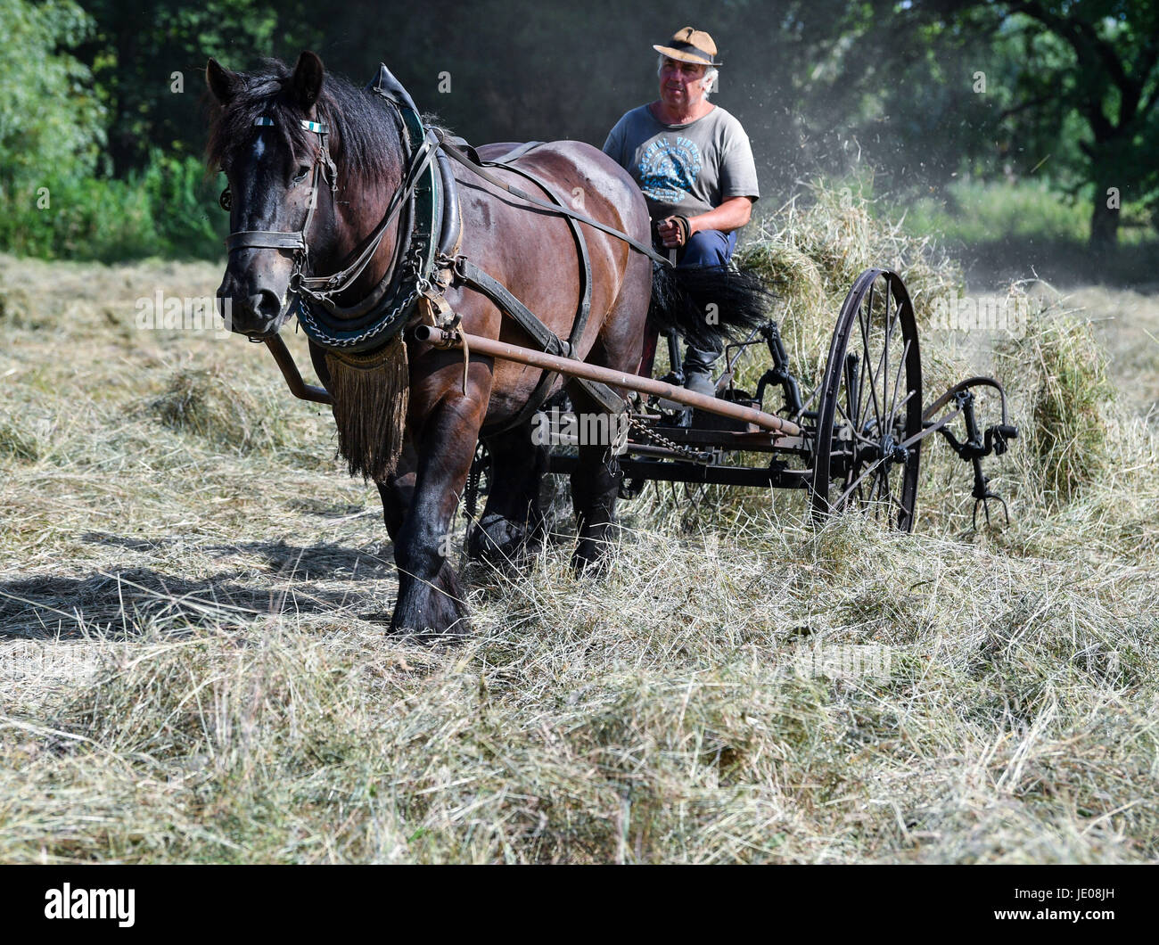 Gosslen, Germany. 22nd June, 2017. Heavy horse Moritz tows Manfred ...