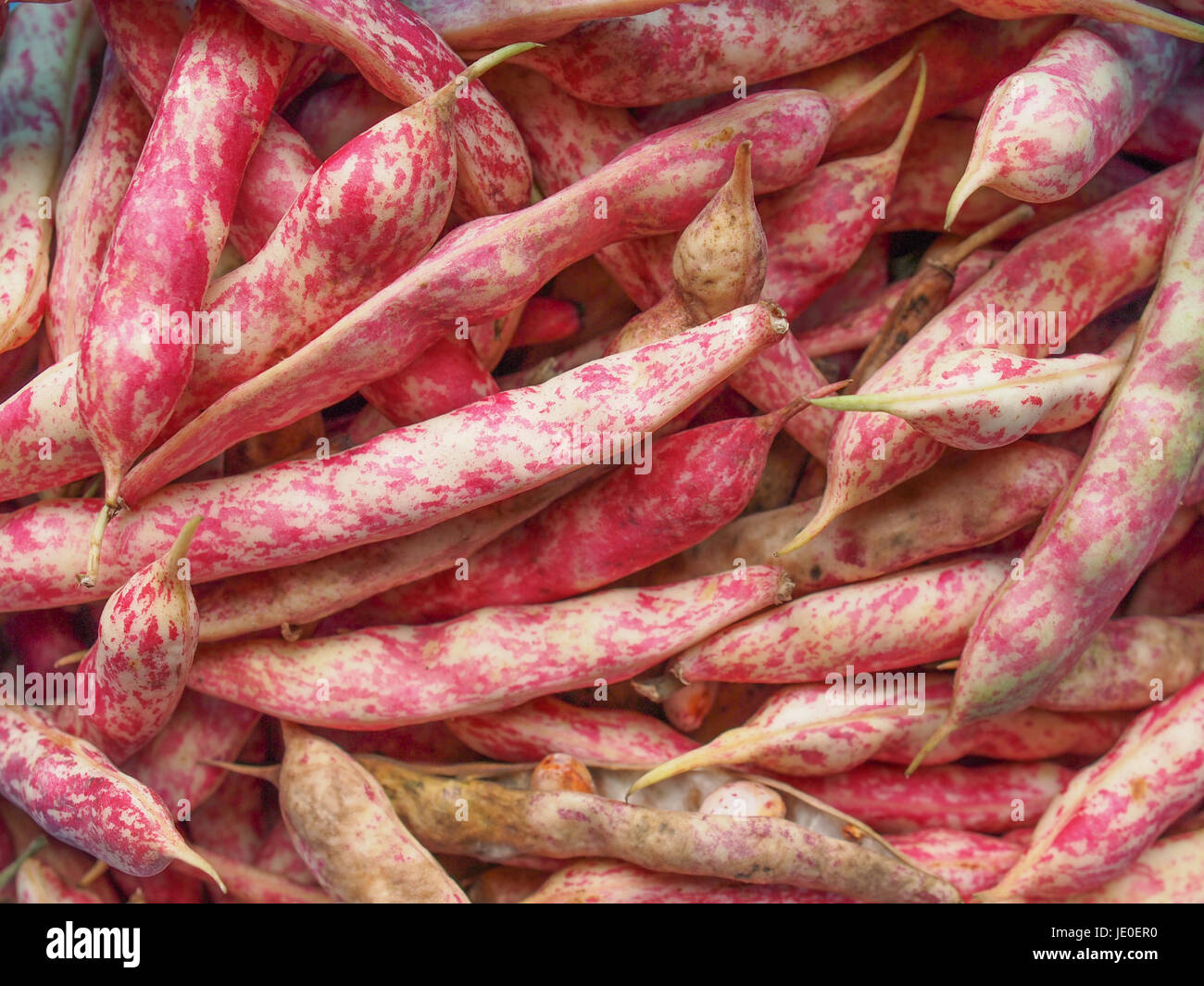 Cranberry variety of common beans aka Crimson bean or Borlotti bean or ...