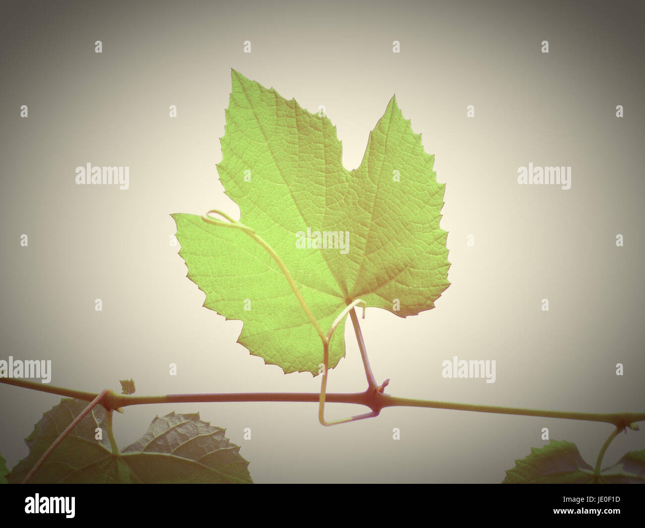 Vintage looking Green vine vitis grapevine leaves isolated over white ...
