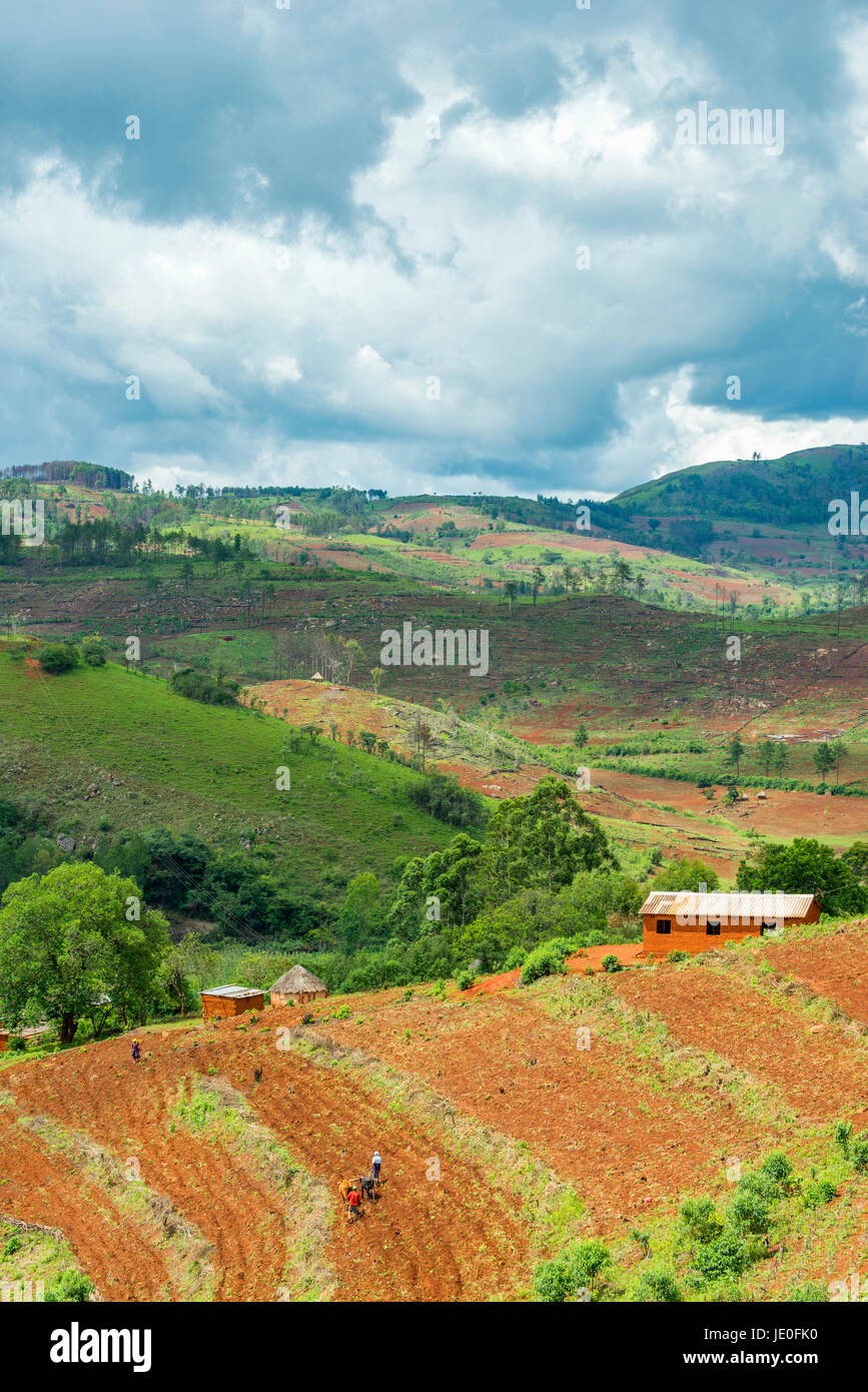 Eastern highlands agriculture zimbabwe hi-res stock photography and ...