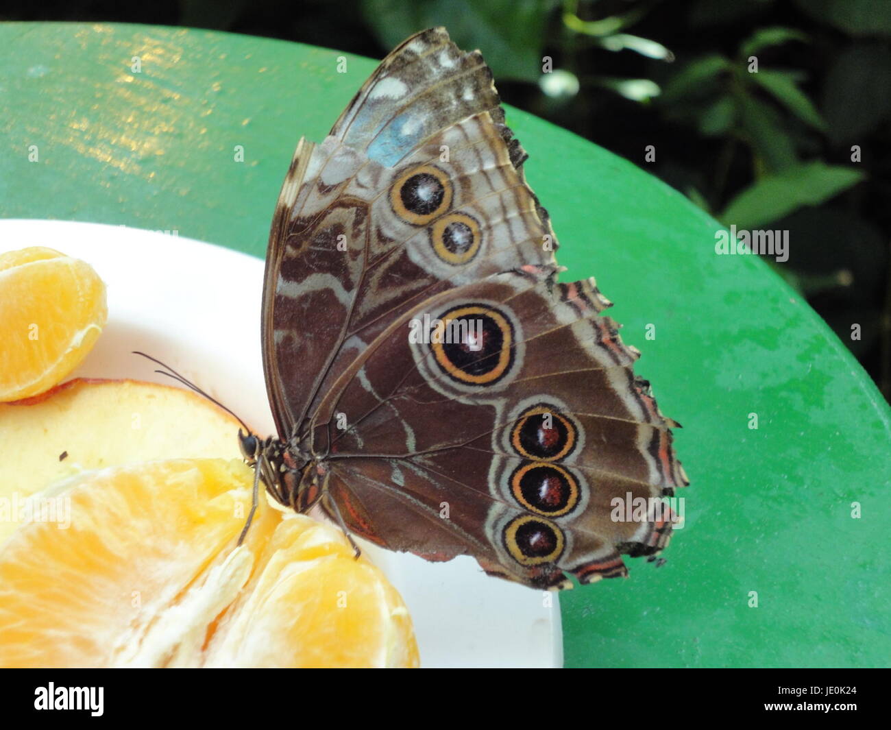Butterfly orange fruit hi-res stock photography and images - Alamy
