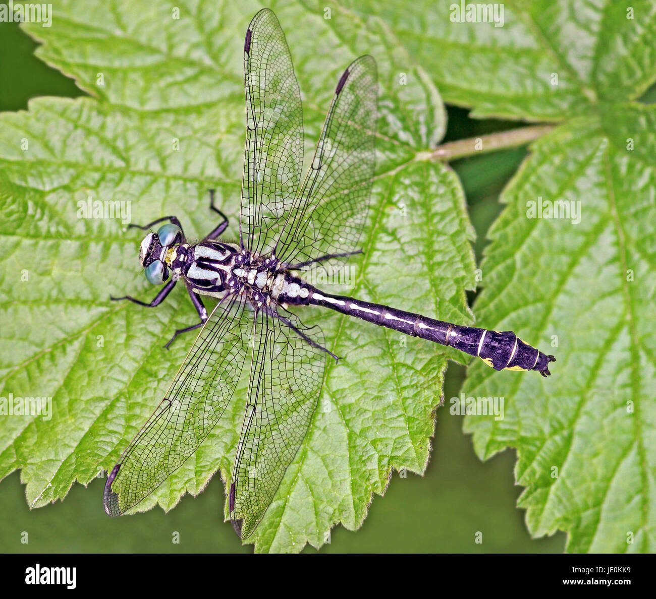 landscape format gomphus vulgatissimus Stock Photo - Alamy
