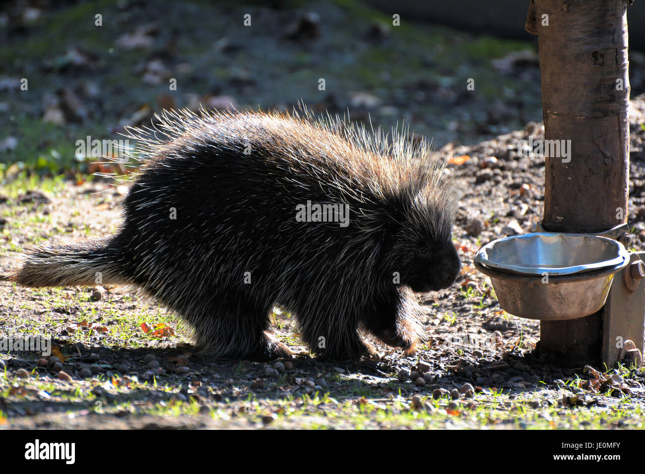 Porcupines erethizontidae hi-res stock photography and images - Alamy