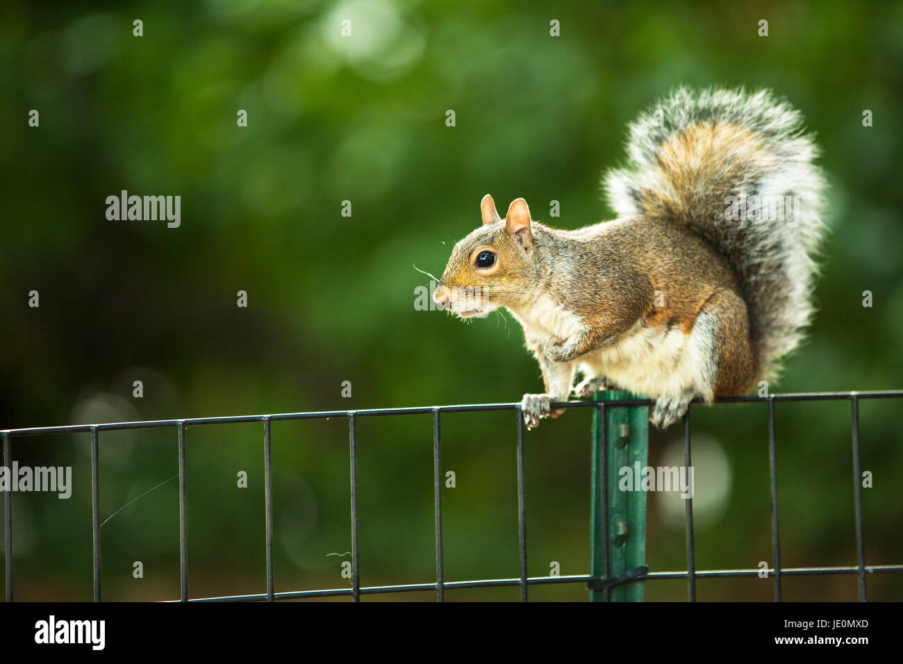 Eastern Grey Squirrel (Sciurus carolinensis Stock Photo - Alamy