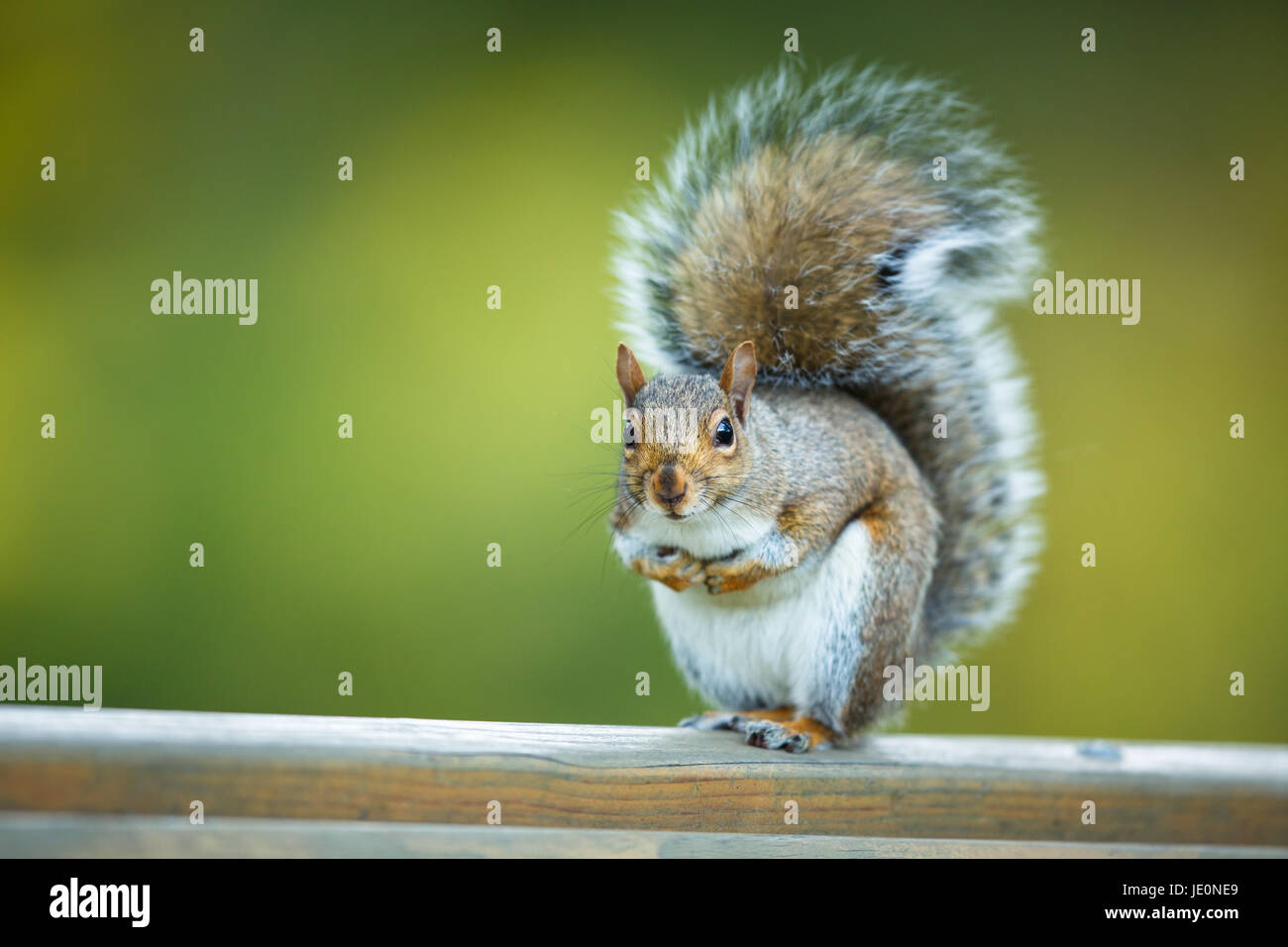 Eastern Grey Squirrel (Sciurus carolinensis Stock Photo - Alamy