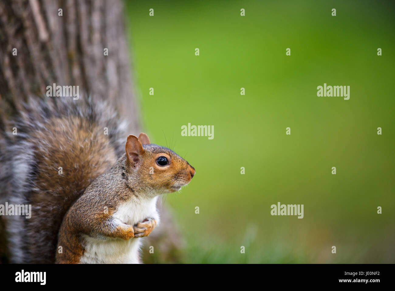 Eastern Grey Squirrel (Sciurus carolinensis Stock Photo - Alamy